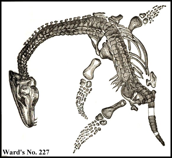 Plesiosaur Skeleton Drawing
