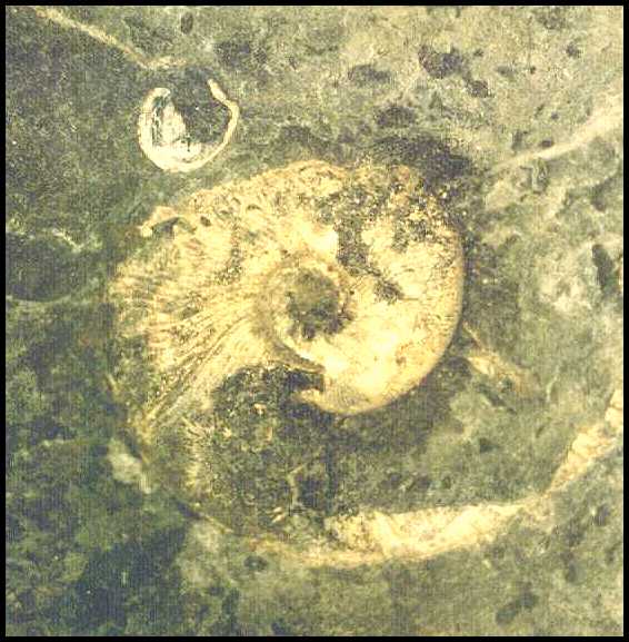 Marine Fossils from Antarctica