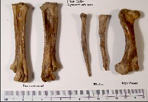 Baptornis advenus