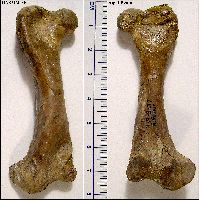 Baptornis advenus