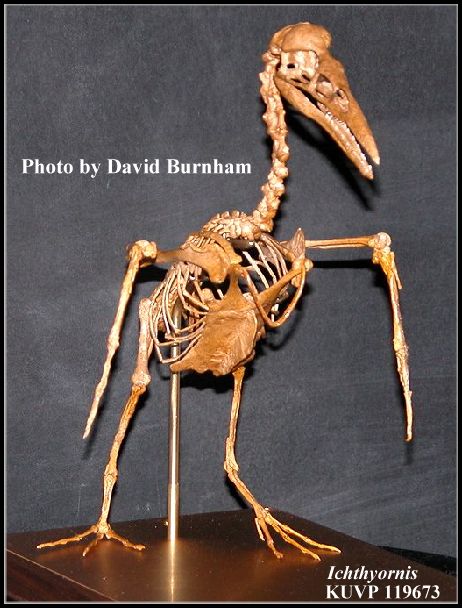 Ichthyornis