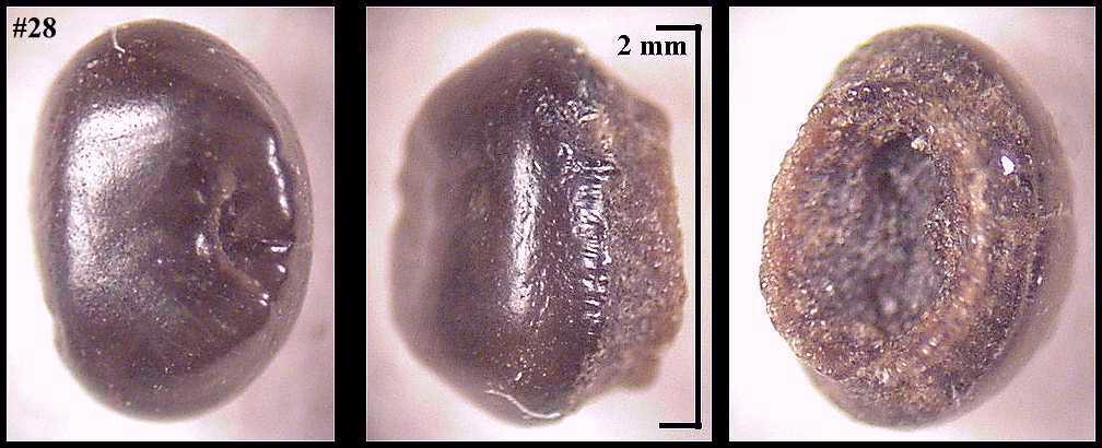 Pycnodonts of Kansas