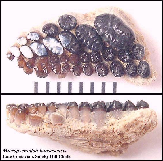 Field Guide, Part 2; Sharks and Bony Fish