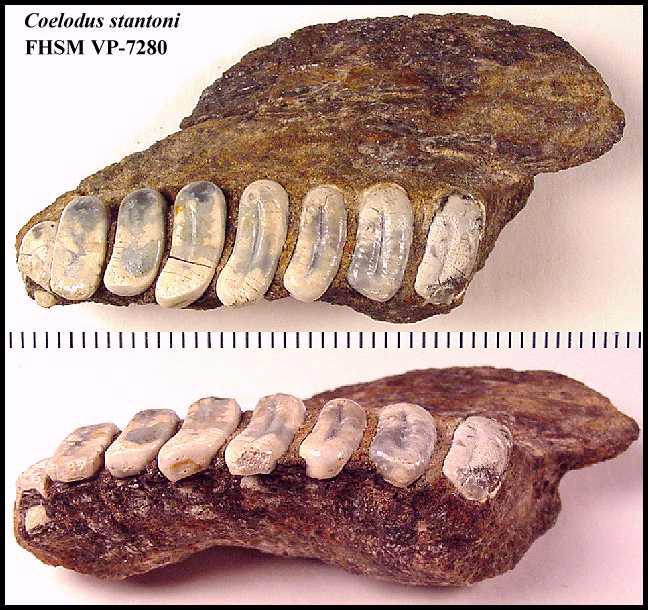 Pycnodonts of Kansas
