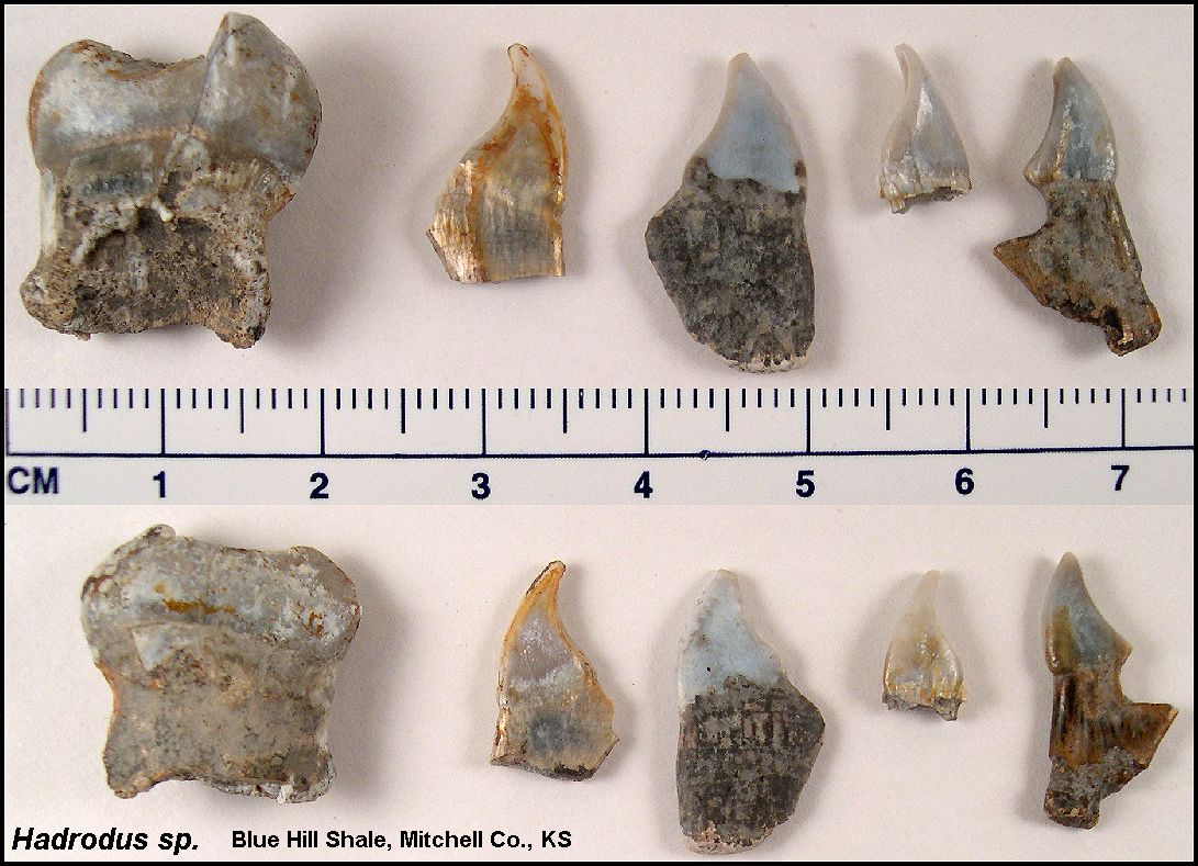 Pycnodonts of Kansas