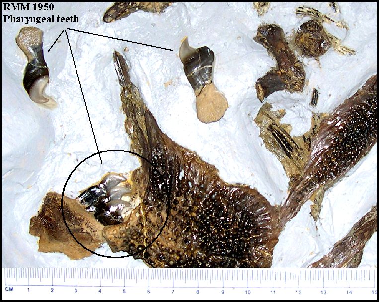 Pycnodonts of Kansas