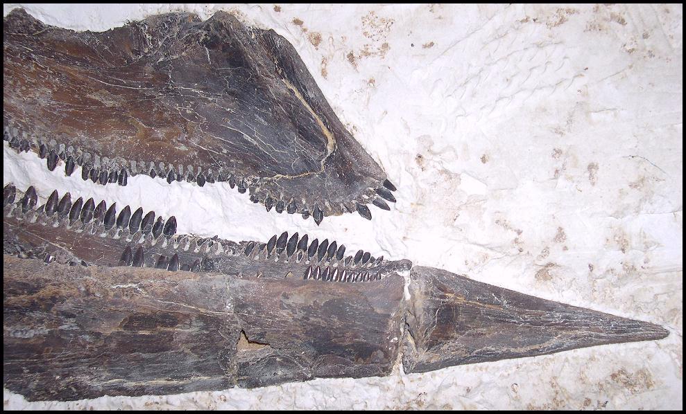 fryx-s1a.jpg (21162 bytes)