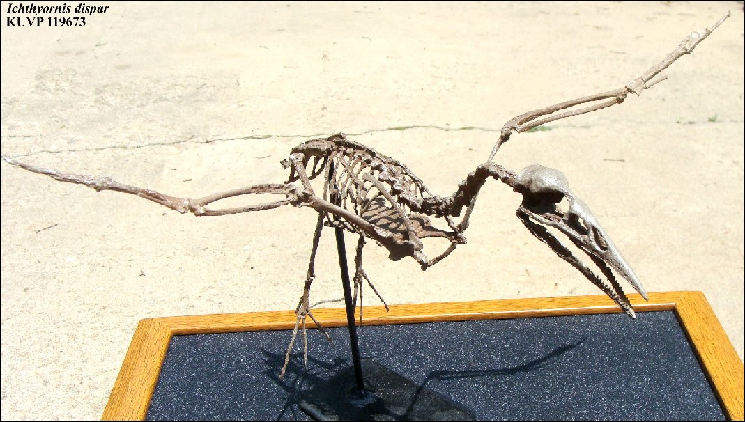 Ichthyornis