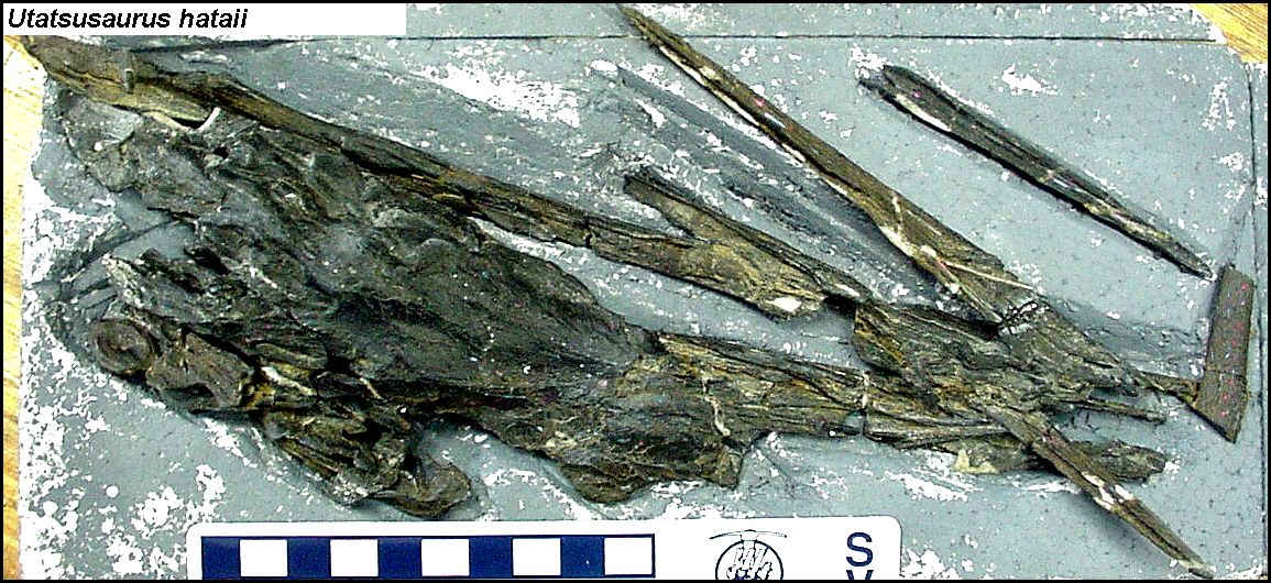 Utatsusaurus - JungleKey.fr Wiki