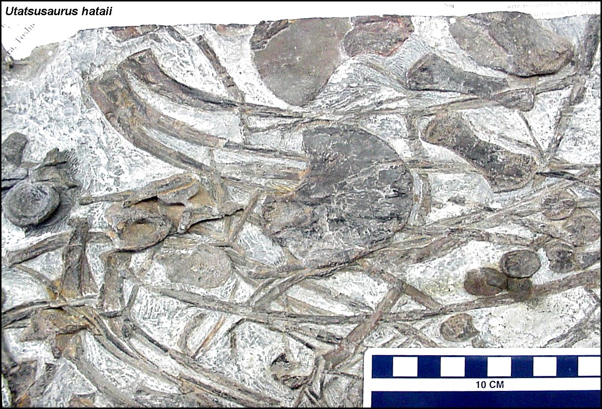 Utatsusaurus - JungleKey.fr Image