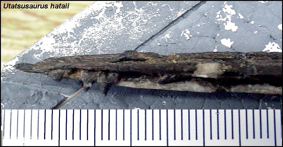 Utatsusaurus - JungleKey.fr Wiki
