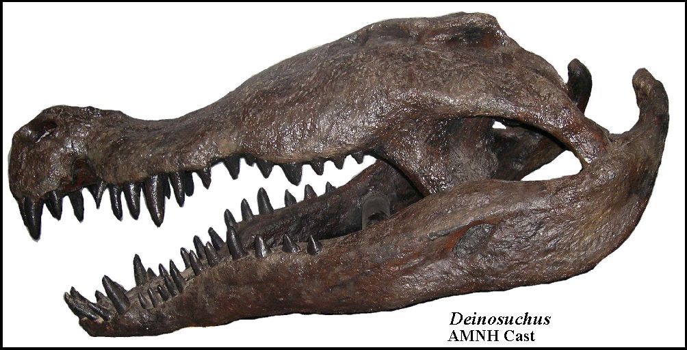 Deinosuchus - JungleKey.fr Image