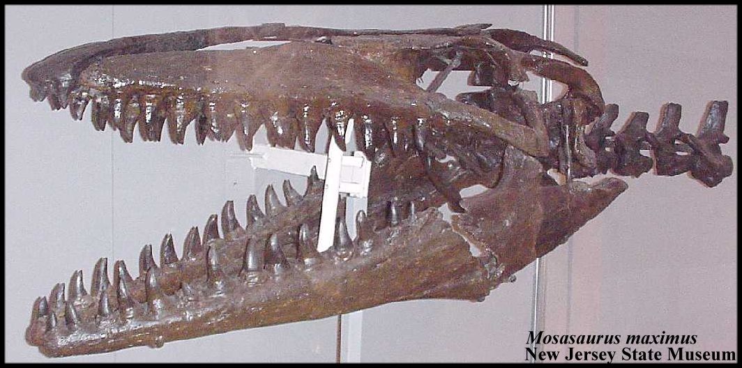 Rapid Evolution of Mosasaurs