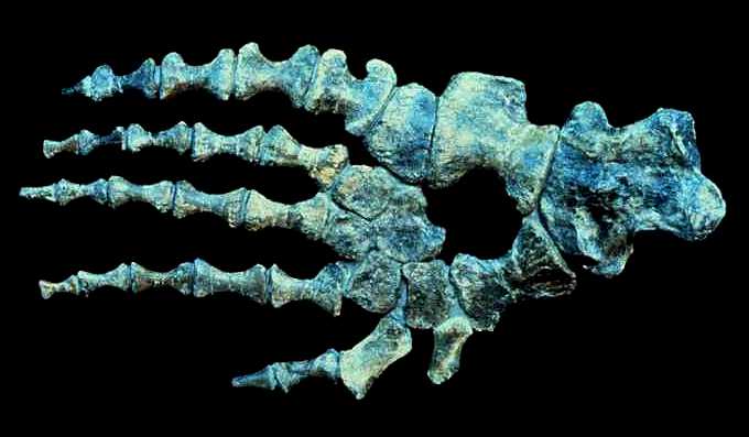 The Mosasaurus and Other Mosasaurs Collection