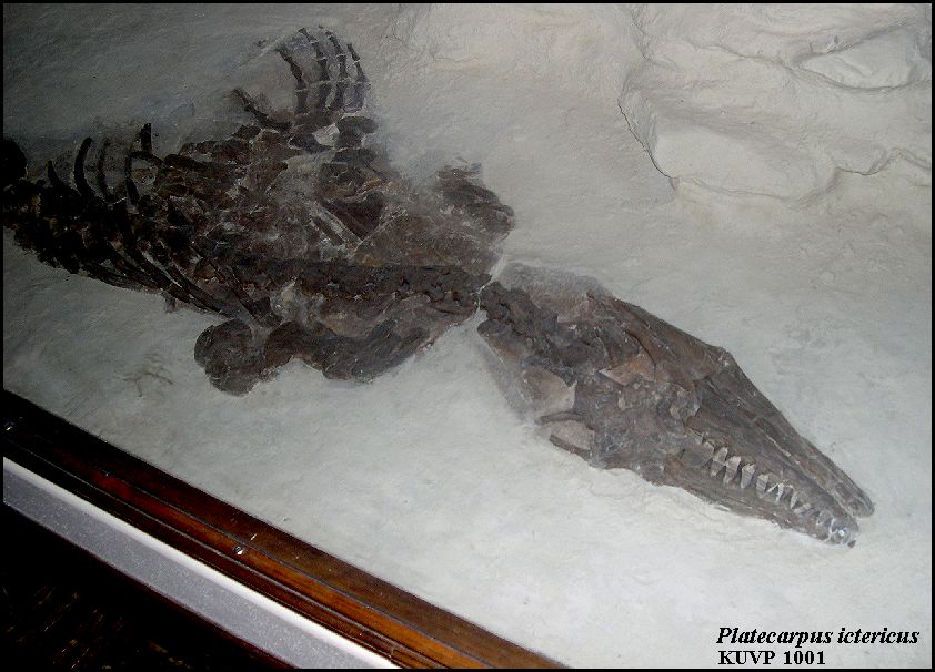 The Platecarpus Collection