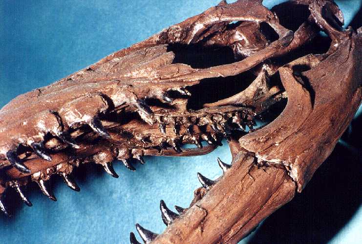 The Clidastes Collection