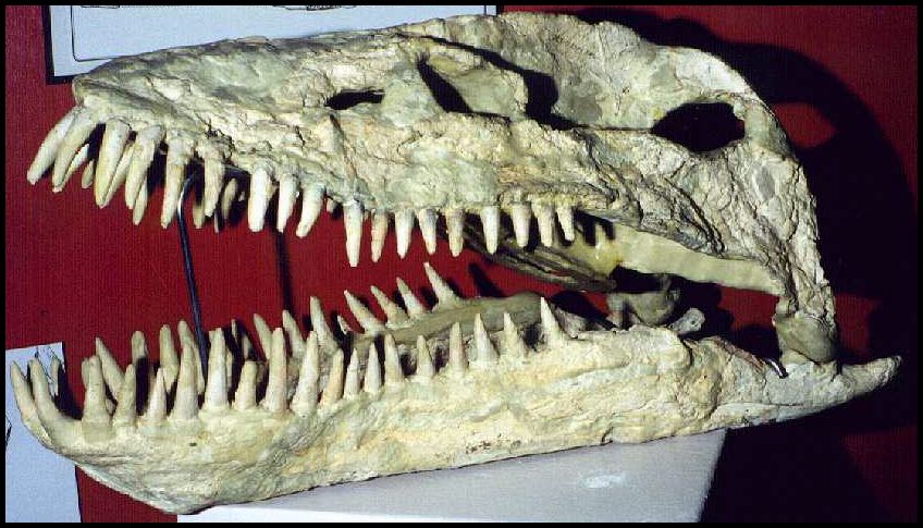 Something about Plesiosaurs