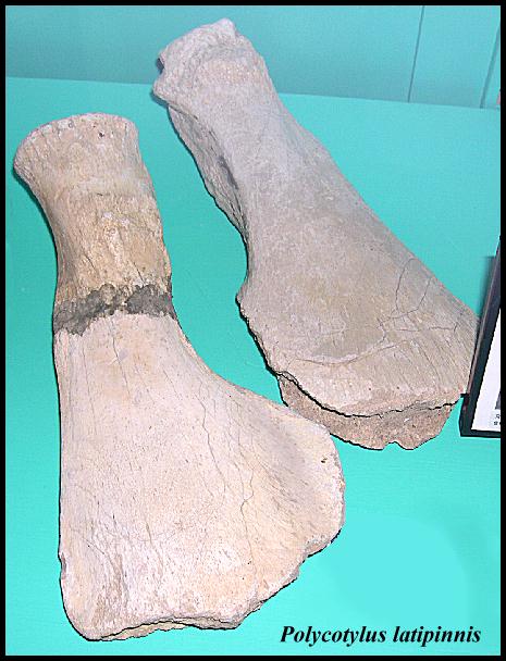 Something about Pliosaurs