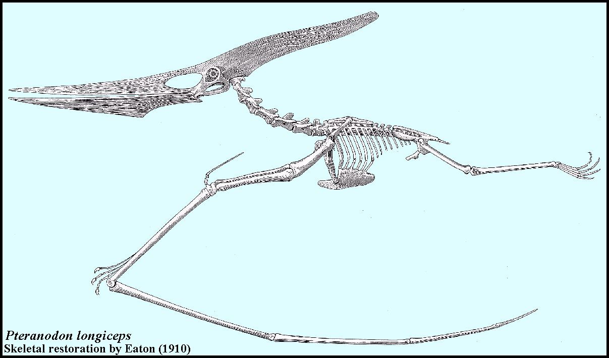 Pteranodon dig -1996
