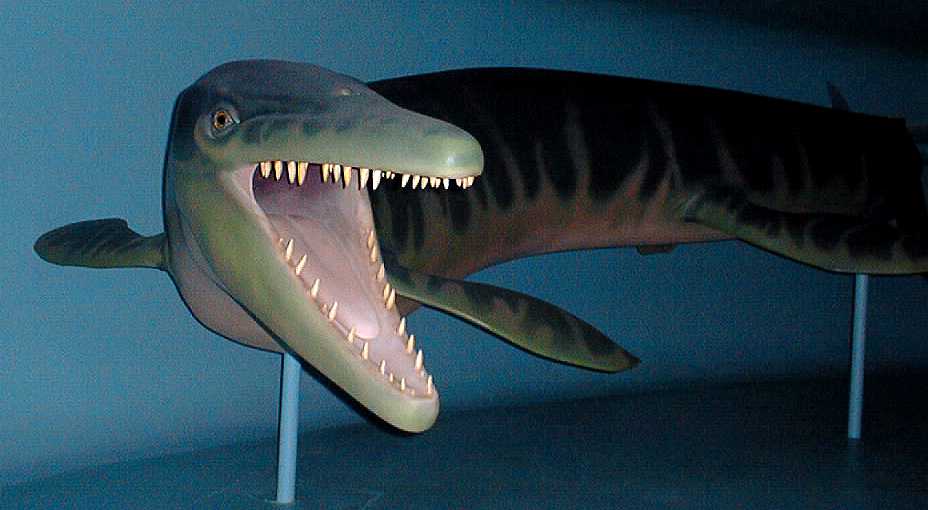 Sternberg Museum Virtual Tour