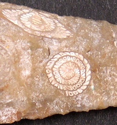 Fossil Point