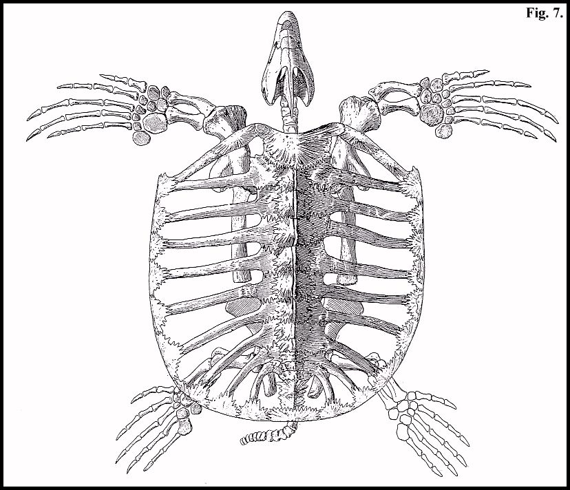 Field Guide, Part 3; Marine reptiles