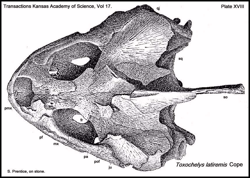Field Guide, Part 3; Marine reptiles