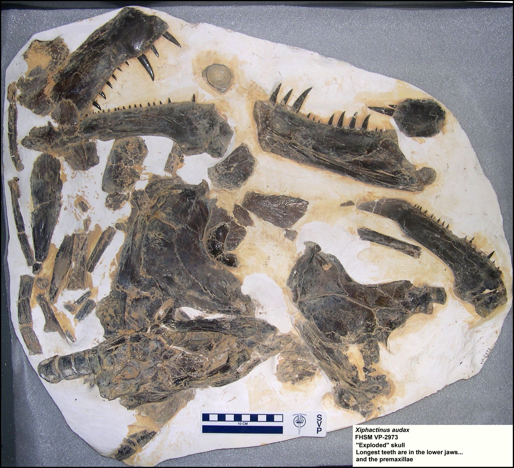 Xiphactinus audax Leidy