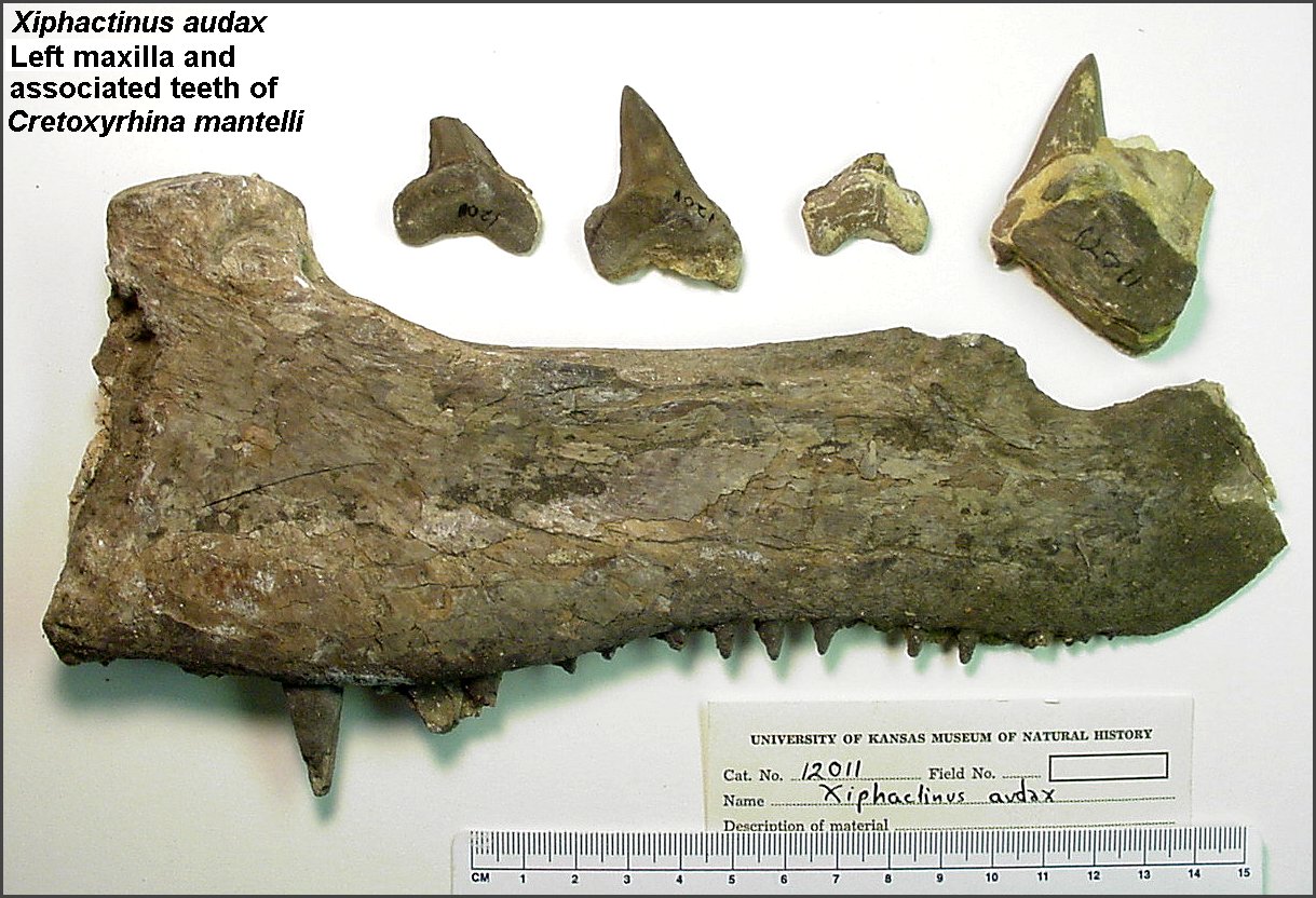Xiphactinus Teeth