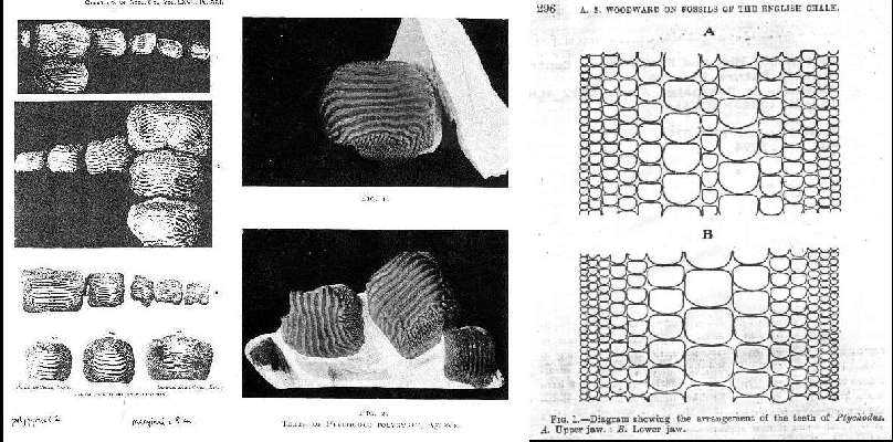 The Ptychodontid Sharks
