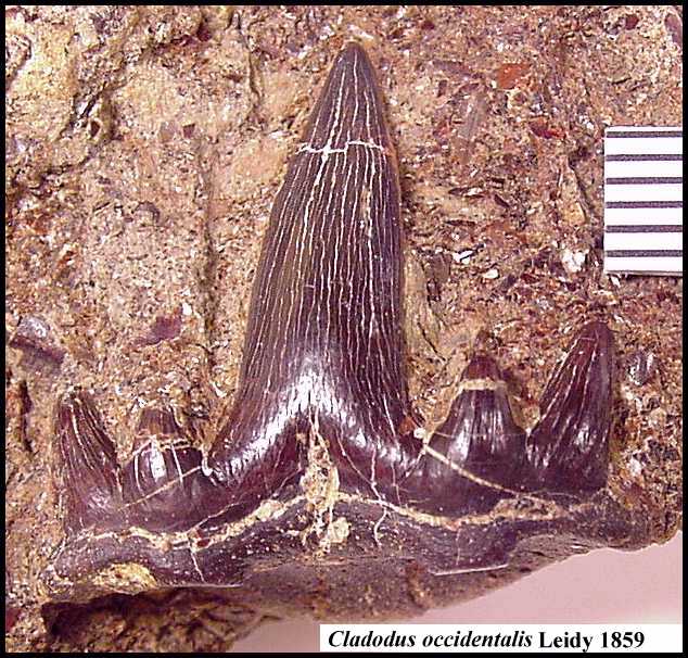 Permian Sharks of Kansas